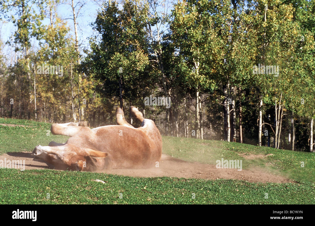 Donkey bath hi-res stock photography and images - Alamy