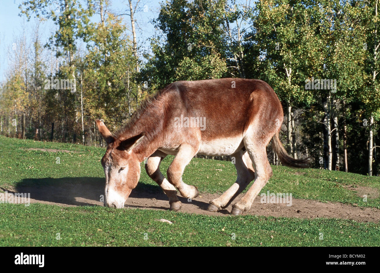 donkey sniffing at ground Stock Photo - Alamy