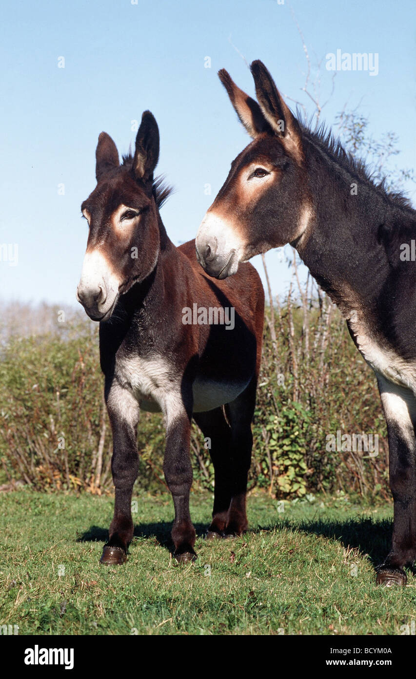 Donkey size hi-res stock photography and images - Alamy