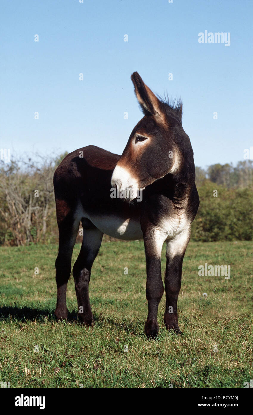 Donkey size hi-res stock photography and images - Alamy