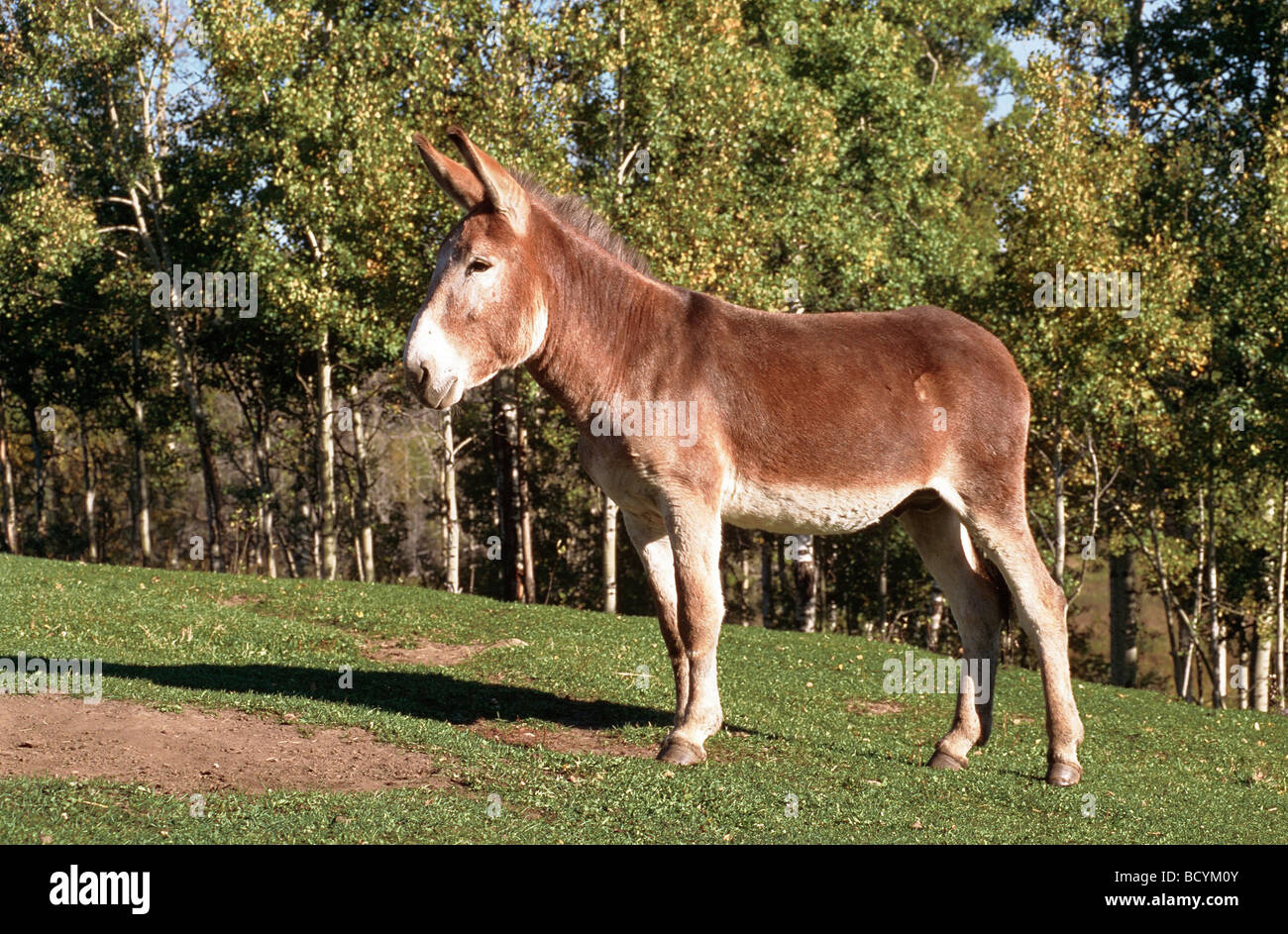 donkey - standing Stock Photo - Alamy