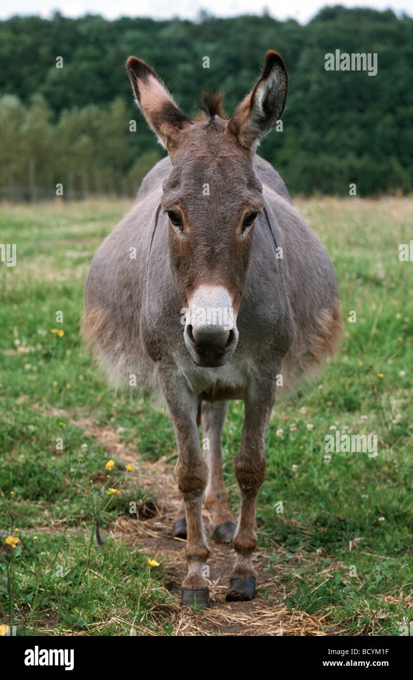 Domestic donkey. Pregnant jenny Stock Photo - Alamy