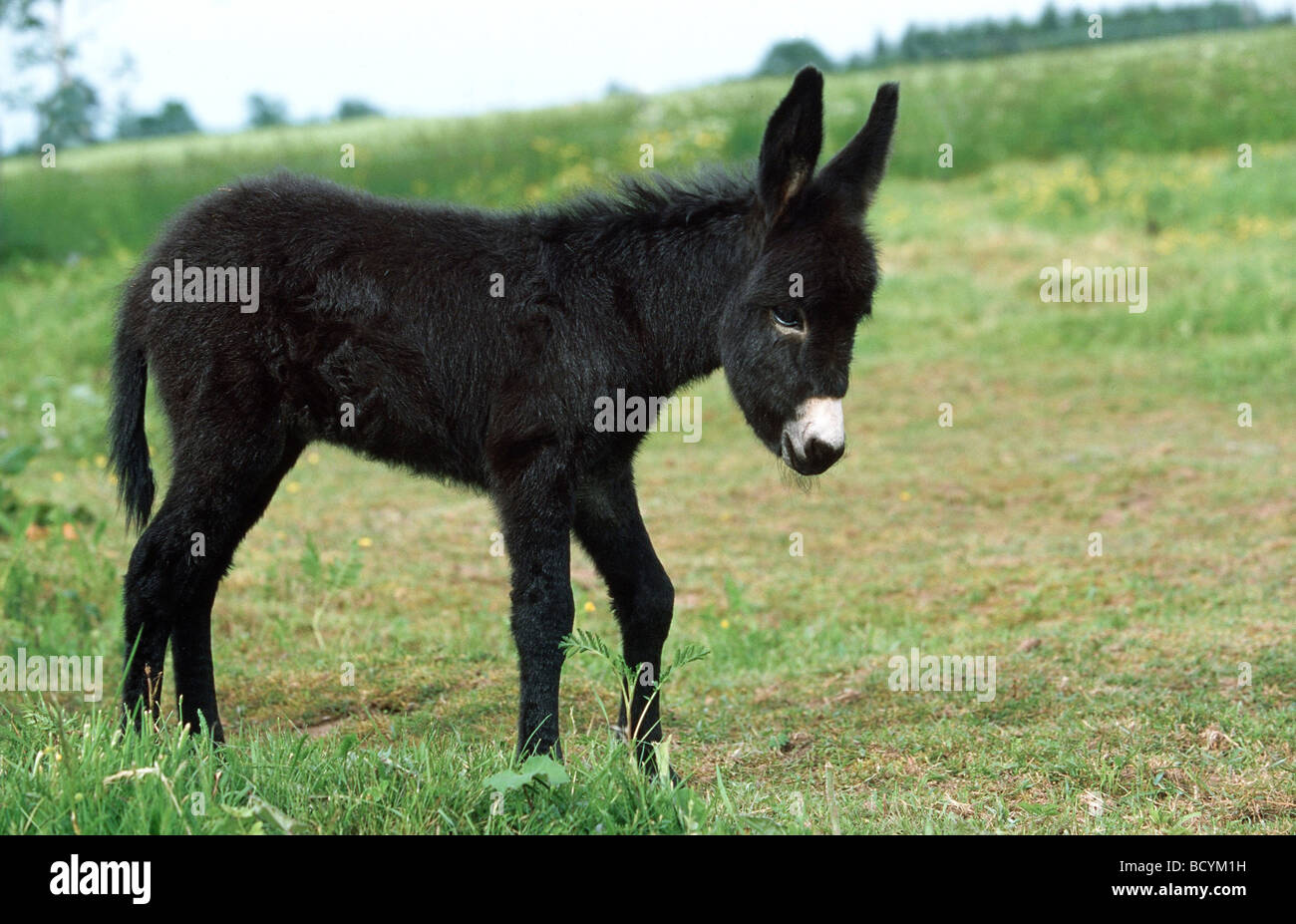 Black donkey hi-res stock photography and images - Alamy
