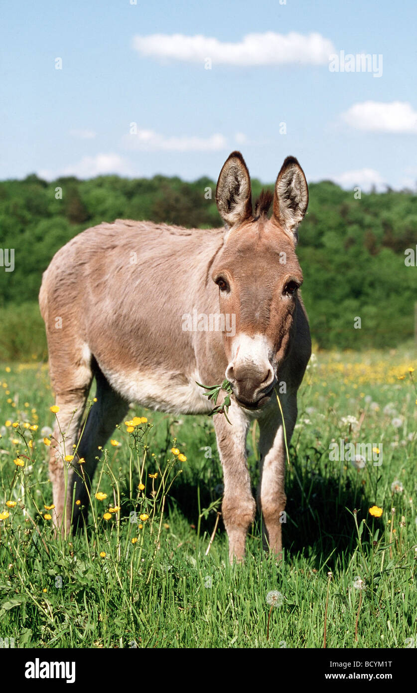 donkey - eating Stock Photo - Alamy