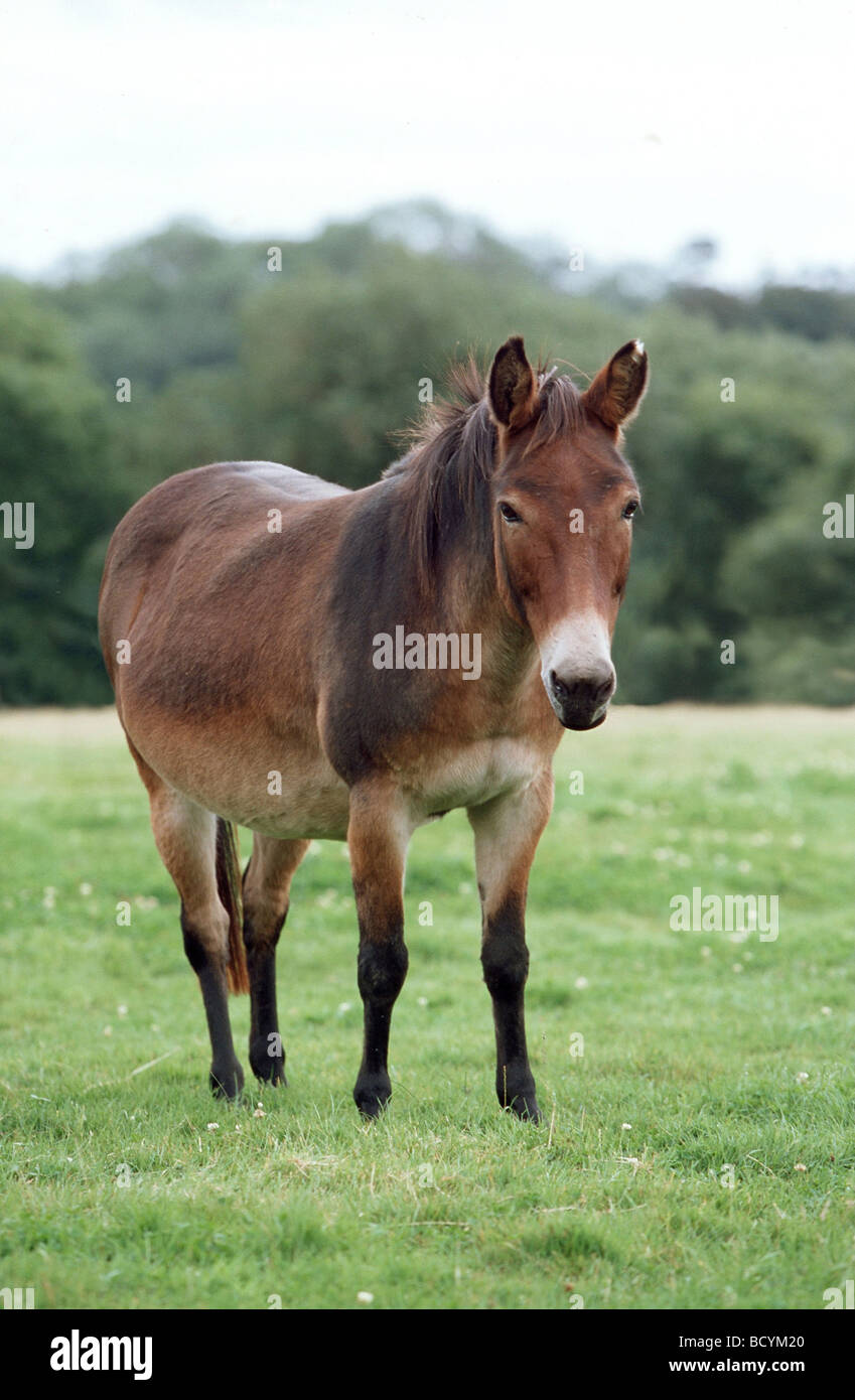 Mule, adult standing. Offspring of a horse (mother) and a donkey ...
