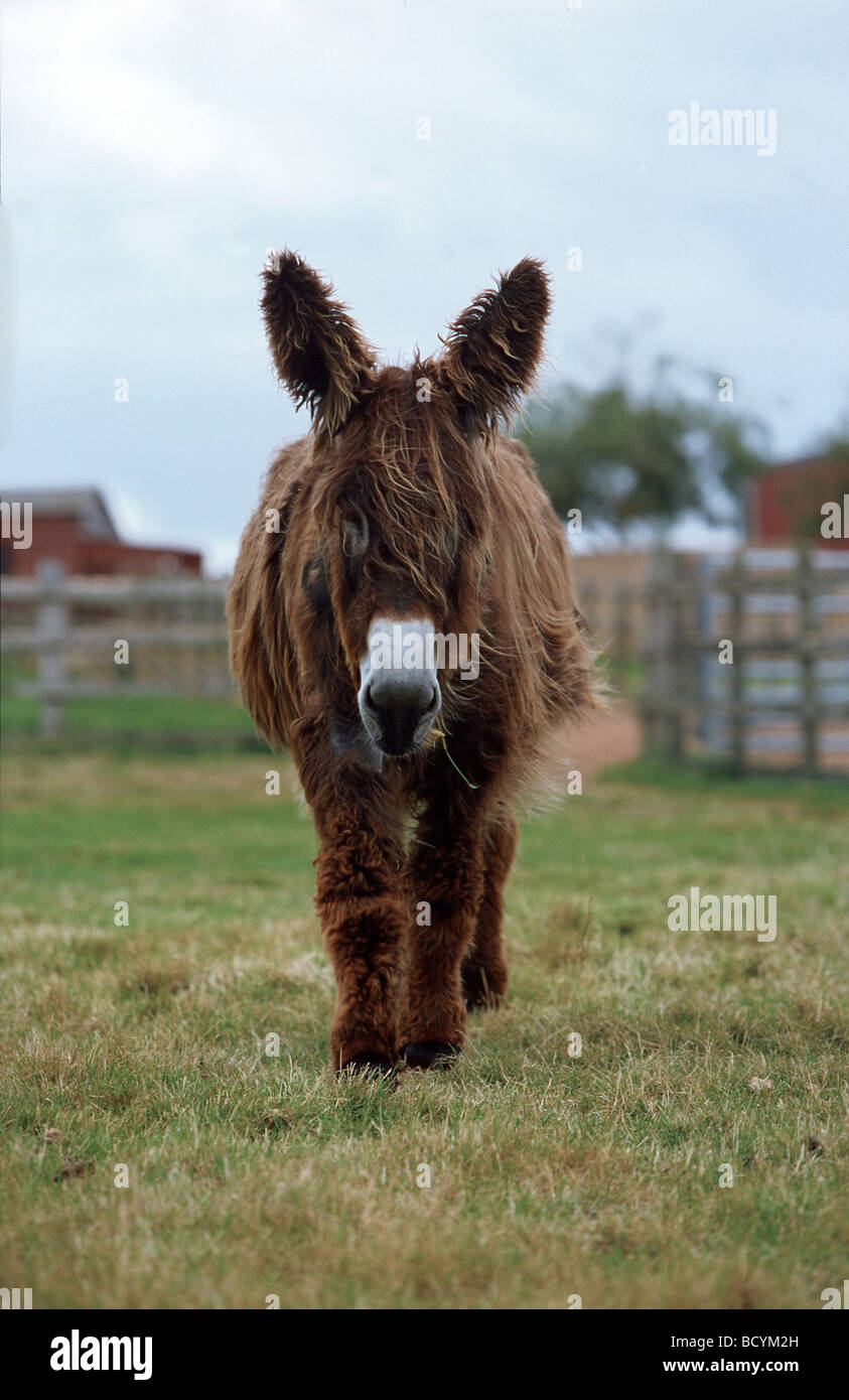 donkey going towards the camera Stock Photo - Alamy