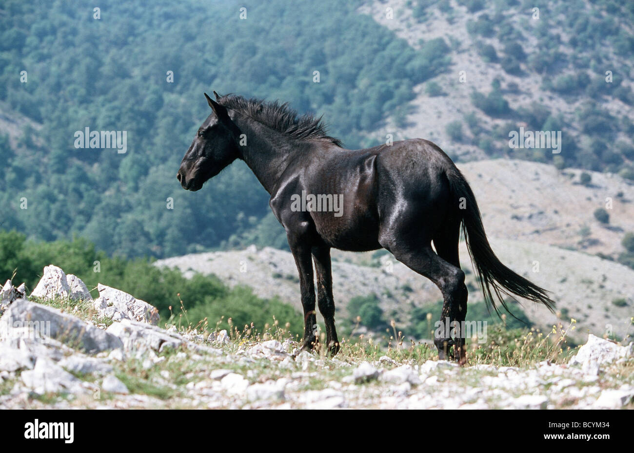 Esperia Pony. Single horse standing on a slope Stock Photo - Alamy