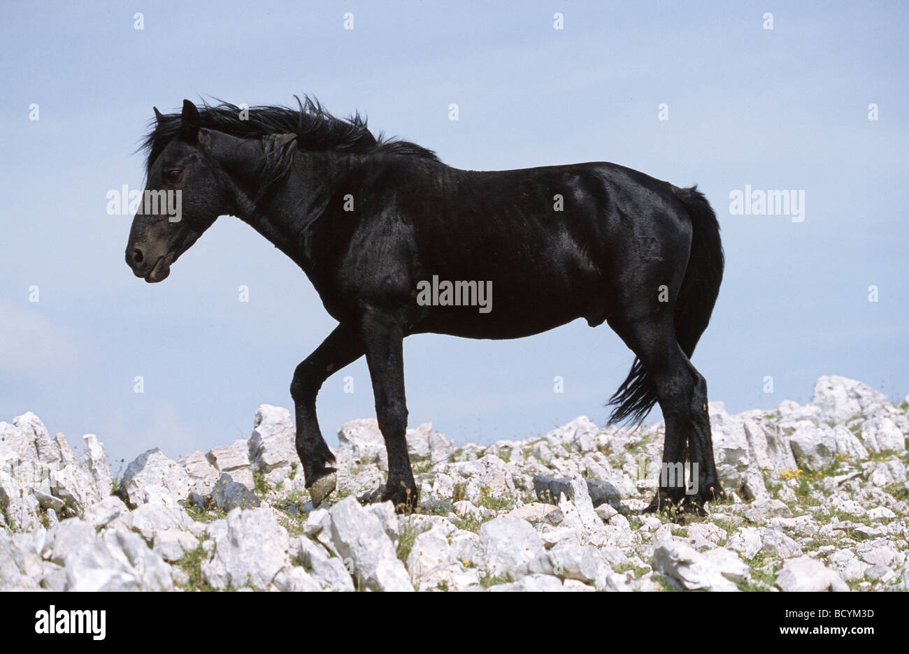 Esperia ponies hi-res stock photography and images - Alamy