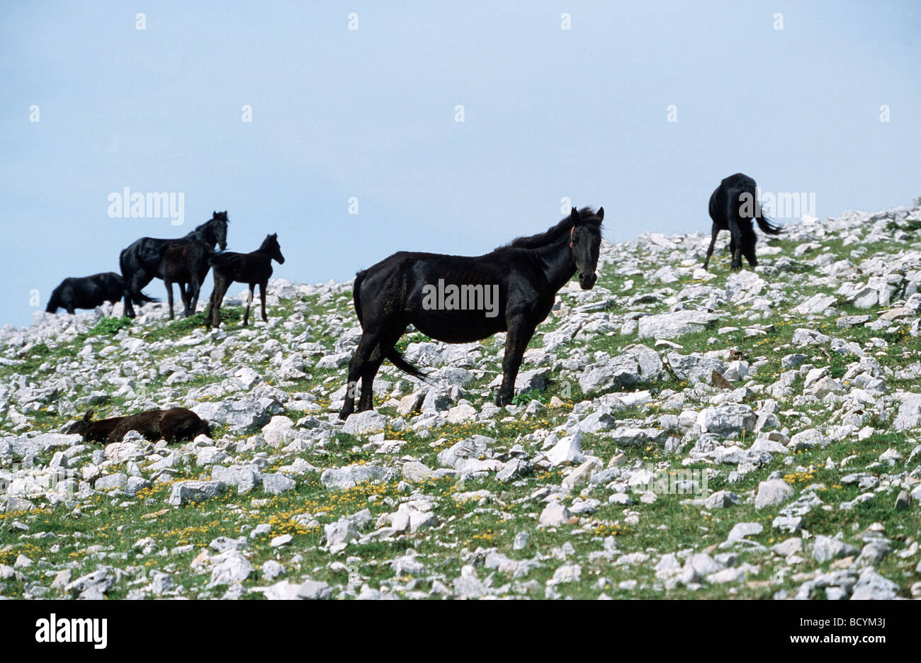 Esperia hi-res stock photography and images - Alamy