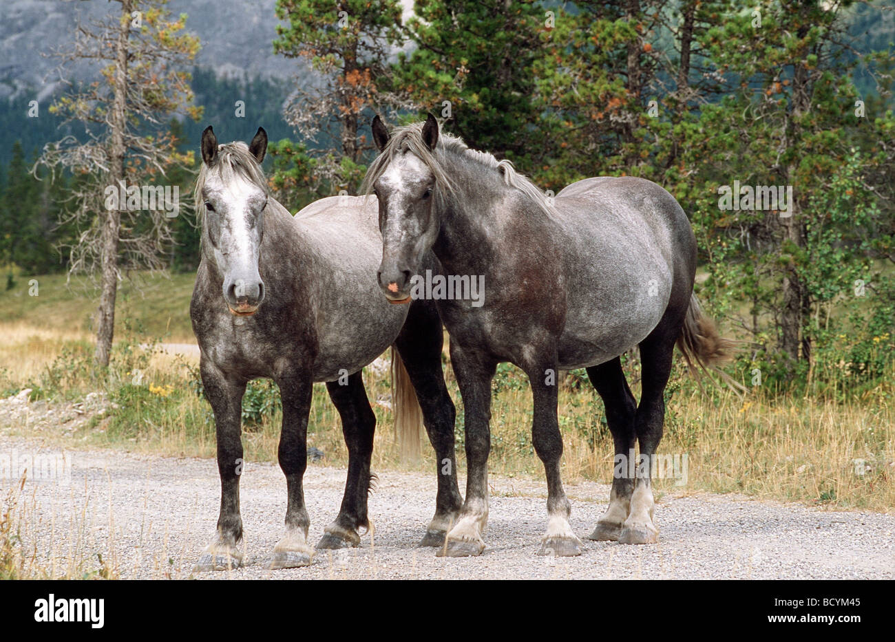 Drafthorse hi-res stock photography and images - Alamy