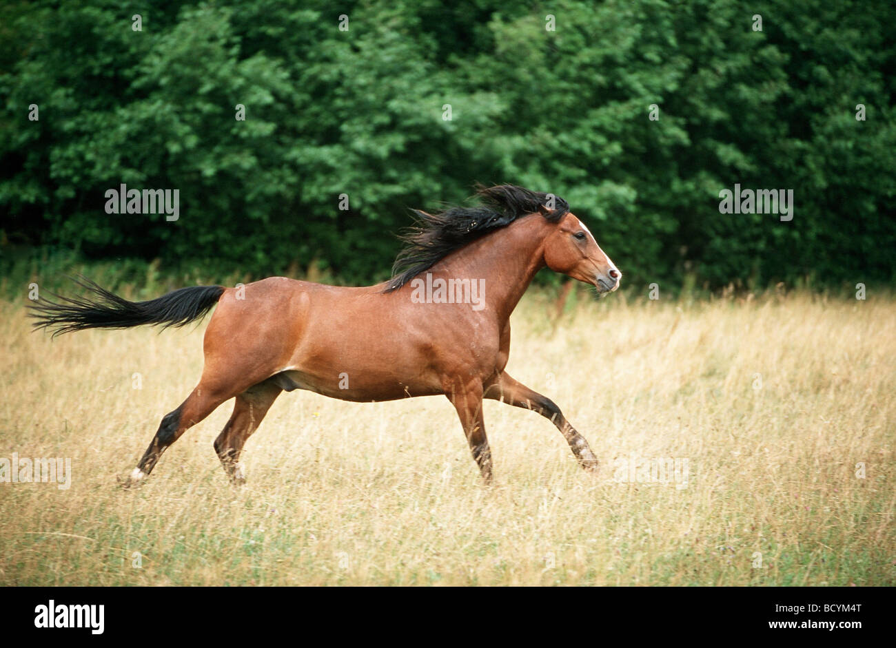 Horse walk gait hi-res stock photography and images - Alamy