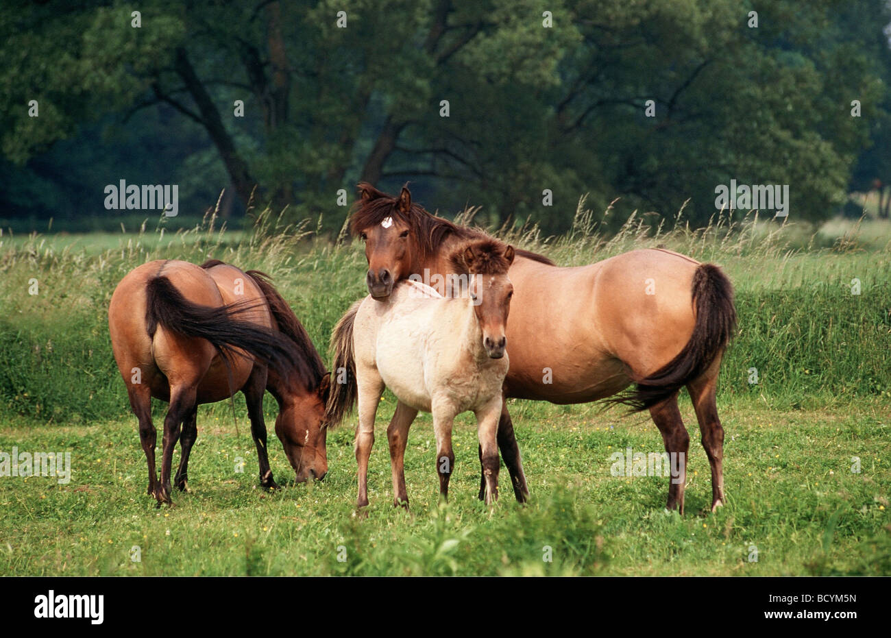 Dulmen wild horse mare with foal Stock Photo - Alamy