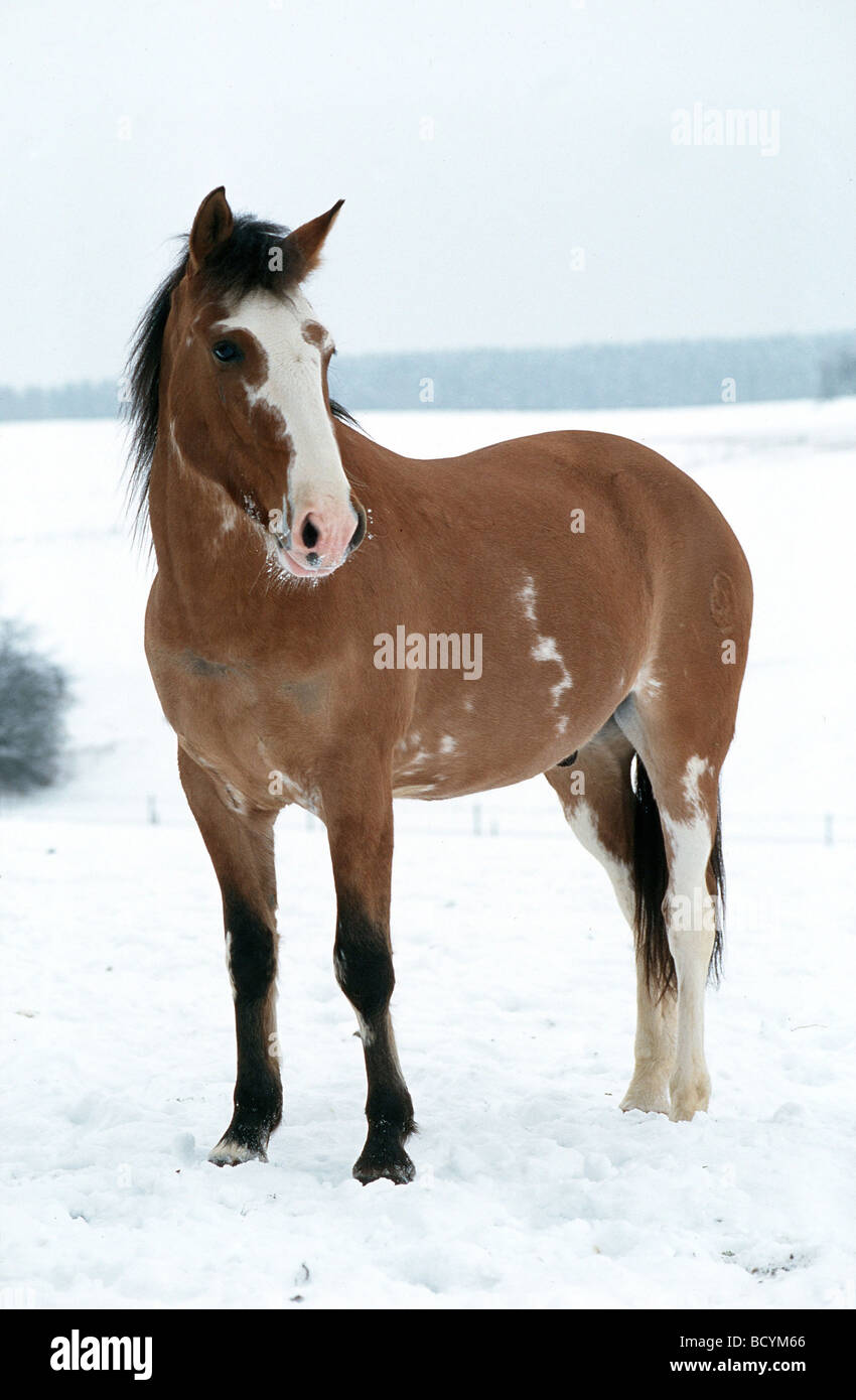 Criollos horse hi-res stock photography and images - Alamy