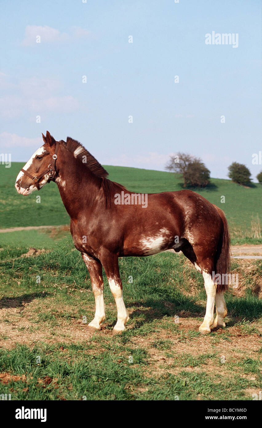 Criollos horse hi-res stock photography and images - Alamy