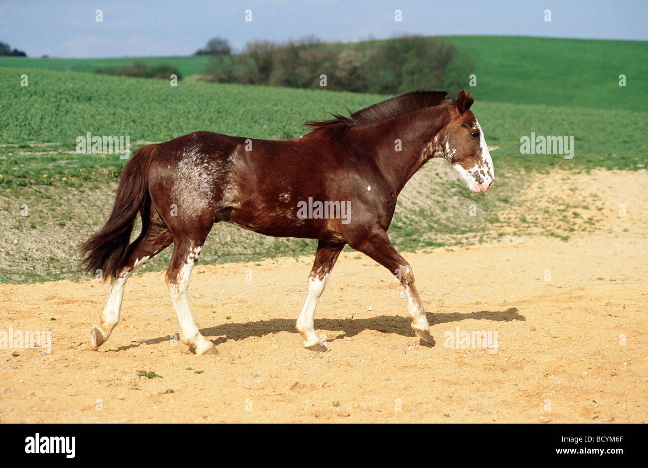 Criollos horse hi-res stock photography and images - Alamy