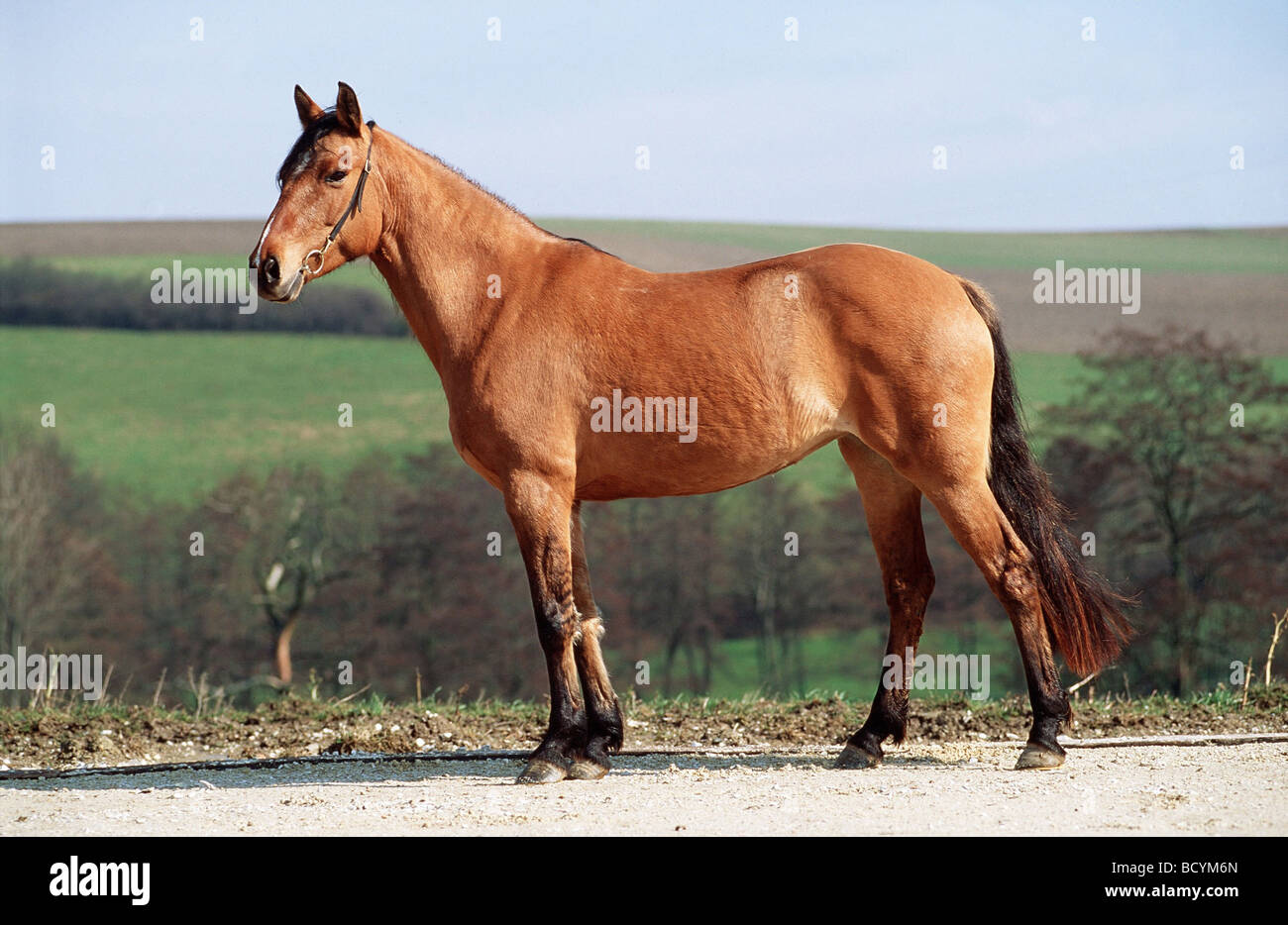 Criollo horse standing Stock Photo - Alamy