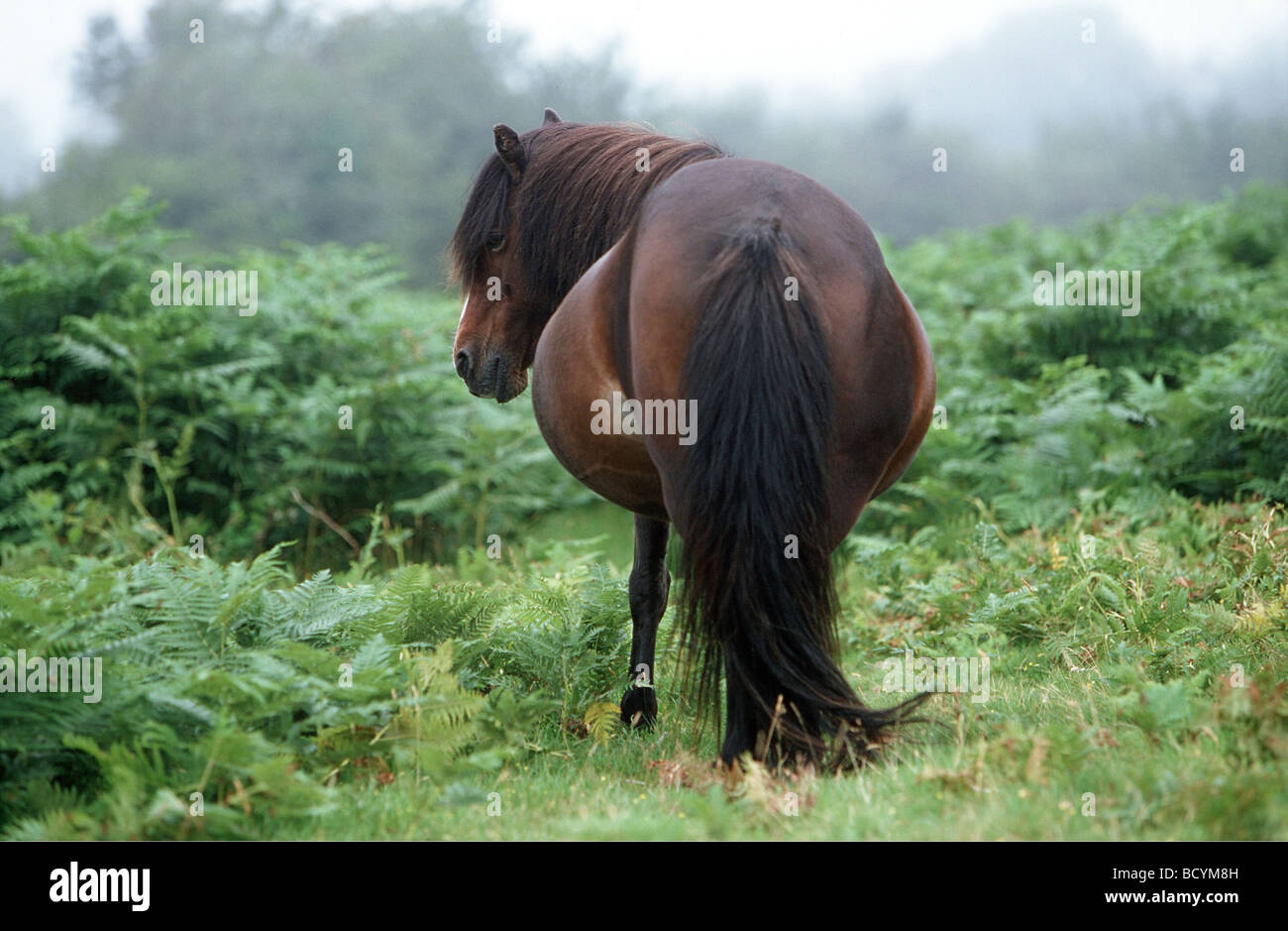 Backwards horse hi-res stock photography and images - Alamy