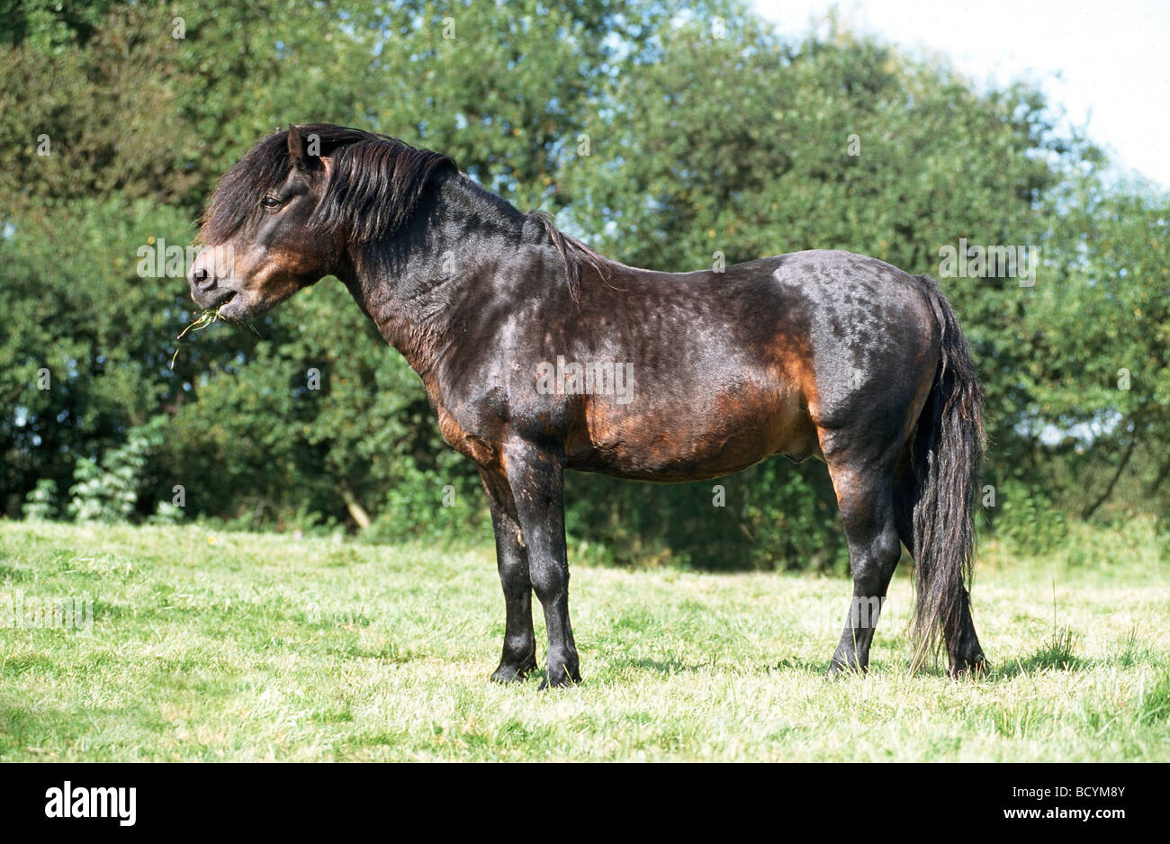 Dartmoor_pony hi-res stock photography and images - Alamy