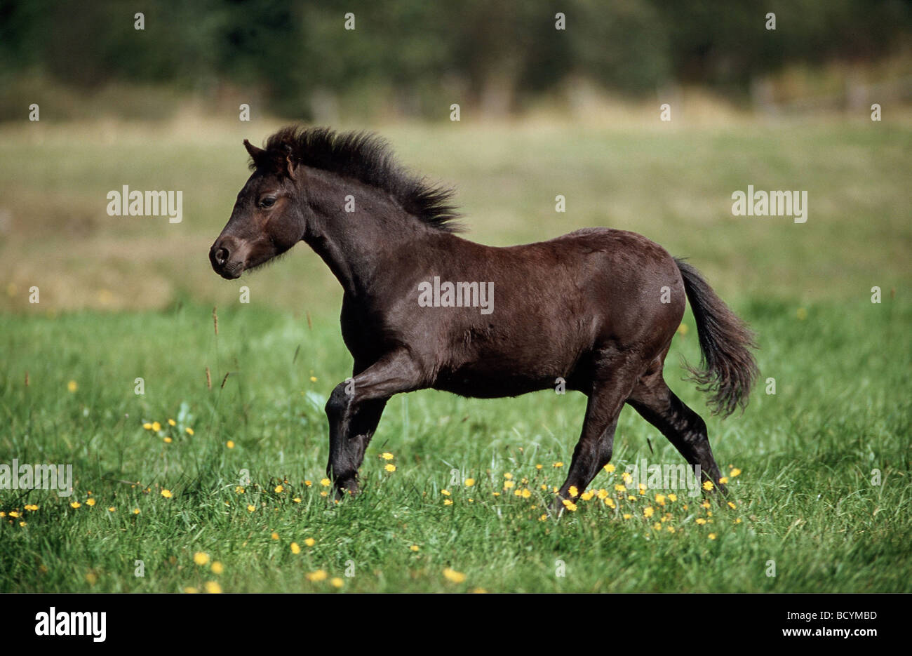 Dartmoor_pony hi-res stock photography and images - Alamy