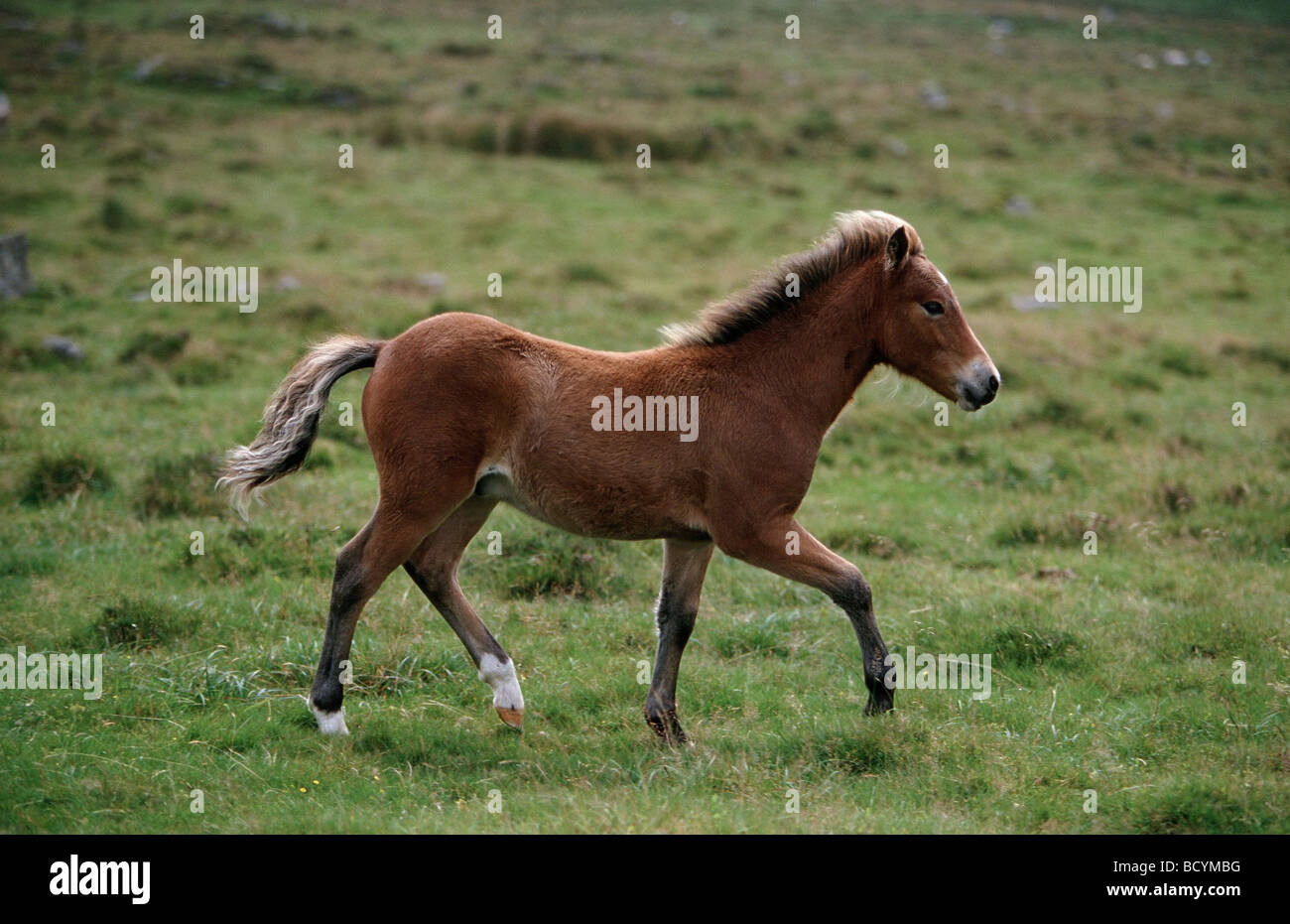 Half caste hi-res stock photography and images - Alamy