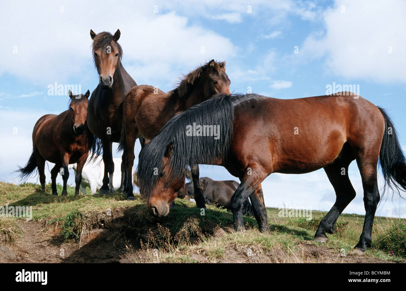 Dartmoor_pony hi-res stock photography and images - Alamy
