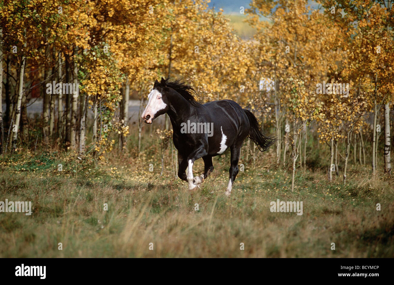 Paint Horse im Galopp Stock Photo - Alamy