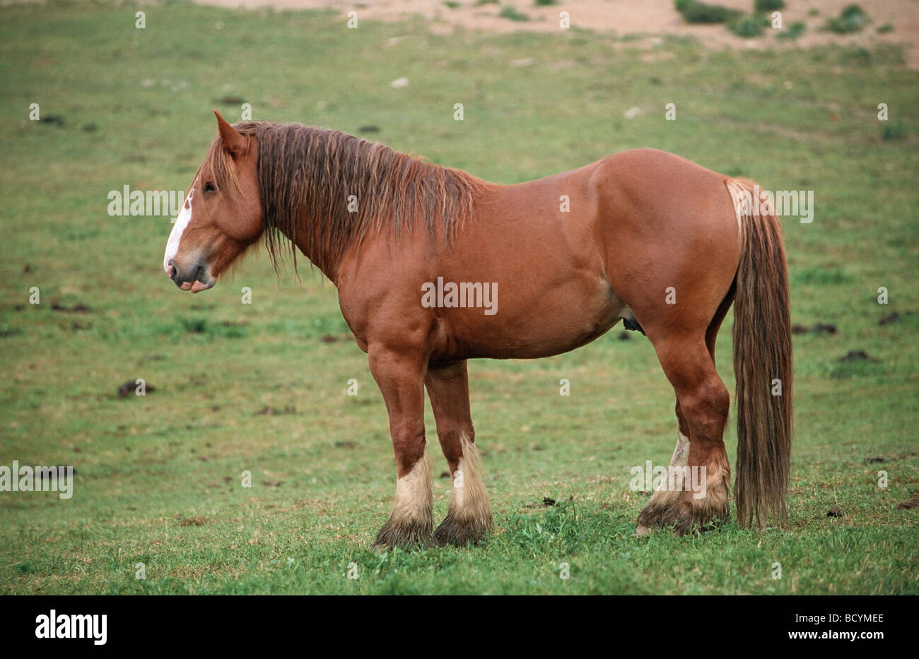 Bretone hi-res stock photography and images - Alamy