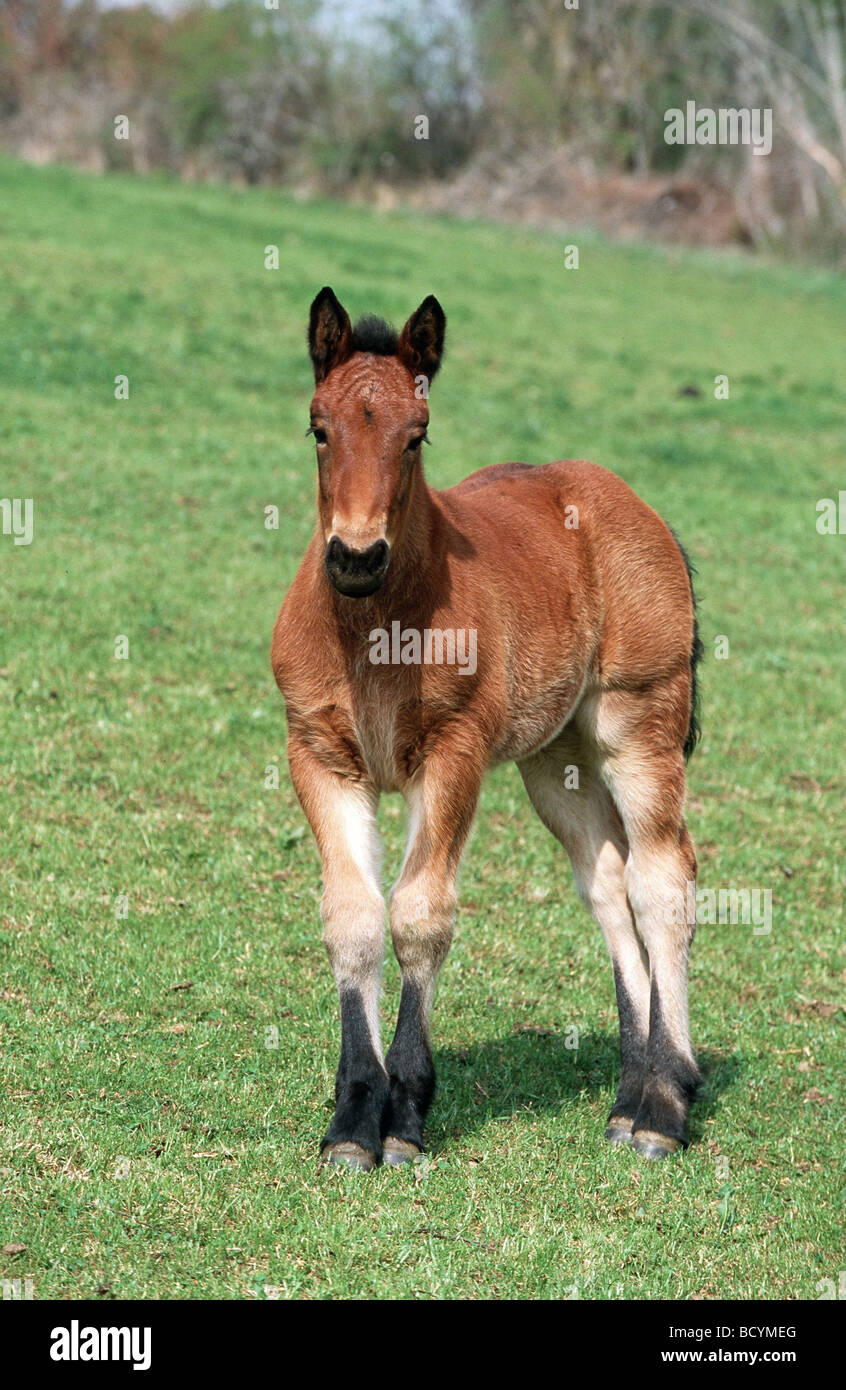 breton horse foal Stock Photo - Alamy