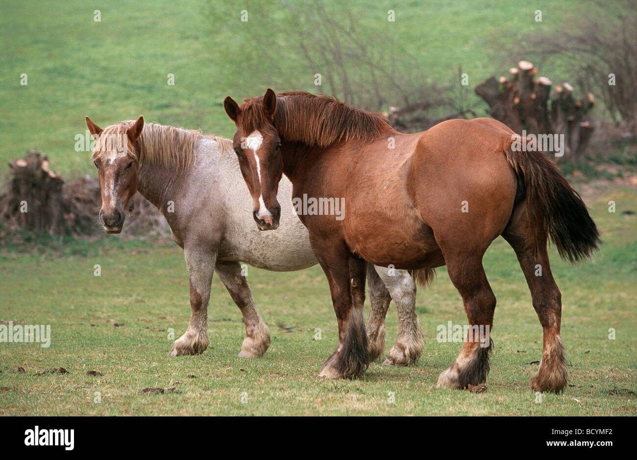 2 spanish Bretonen Stock Photo - Alamy