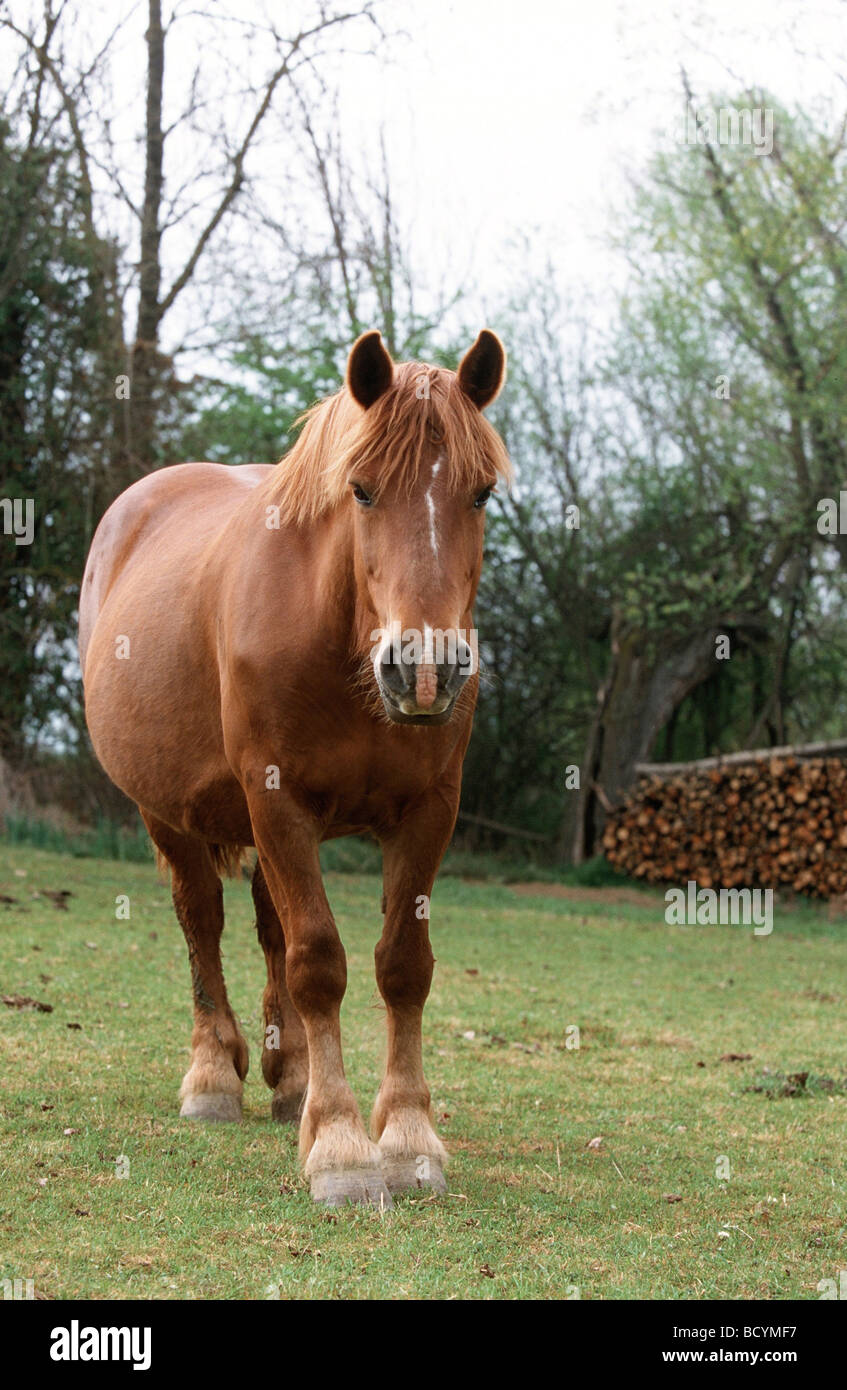spanish breton horse Stock Photo - Alamy