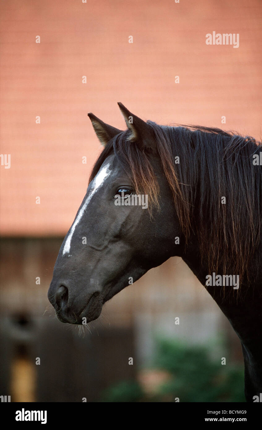 Arravani - Portrait Stock Photo - Alamy