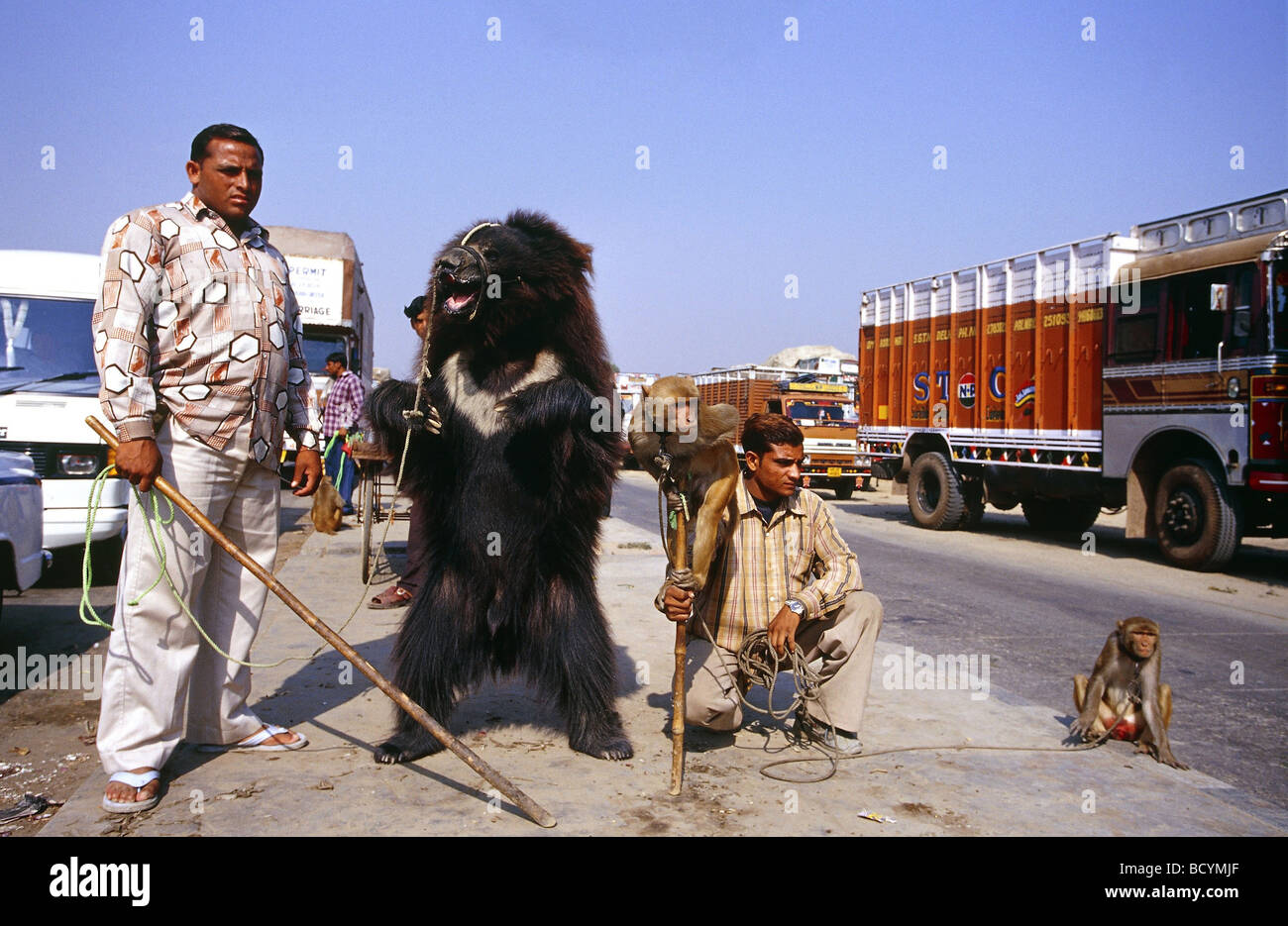 Two men with Sloth Bear (Ursus ursinus) performing as a dancing bear ...