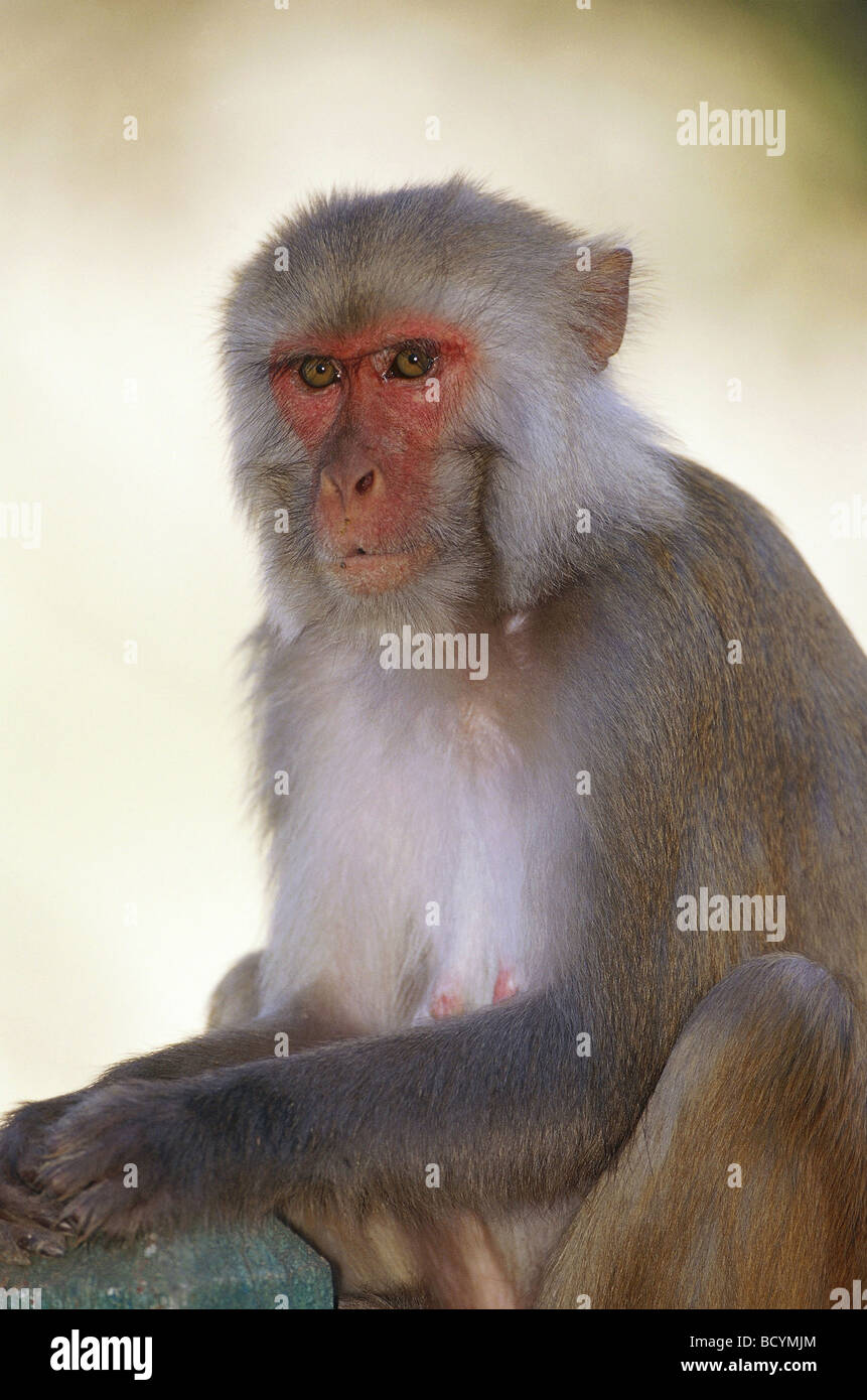 rhesus monkey / Macaca mulatta Stock Photo - Alamy