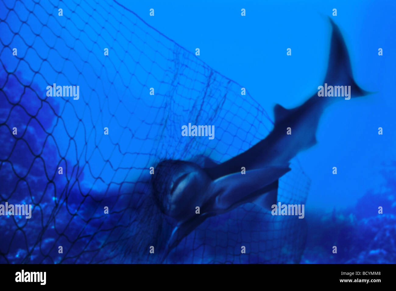 Shark caught in net hi-res stock photography and images - Alamy