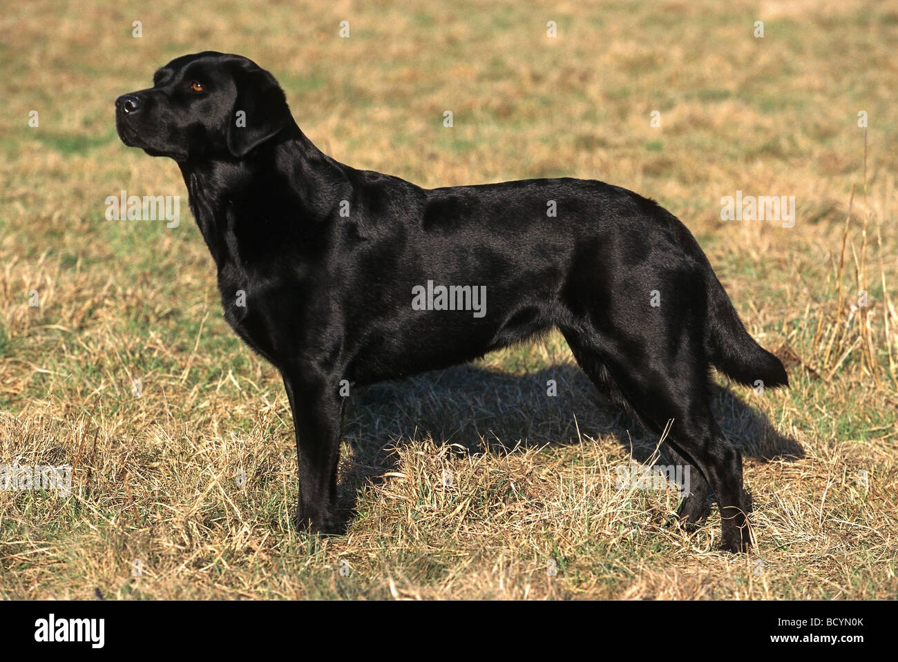 black Labrador Retriever Stock Photo - Alamy
