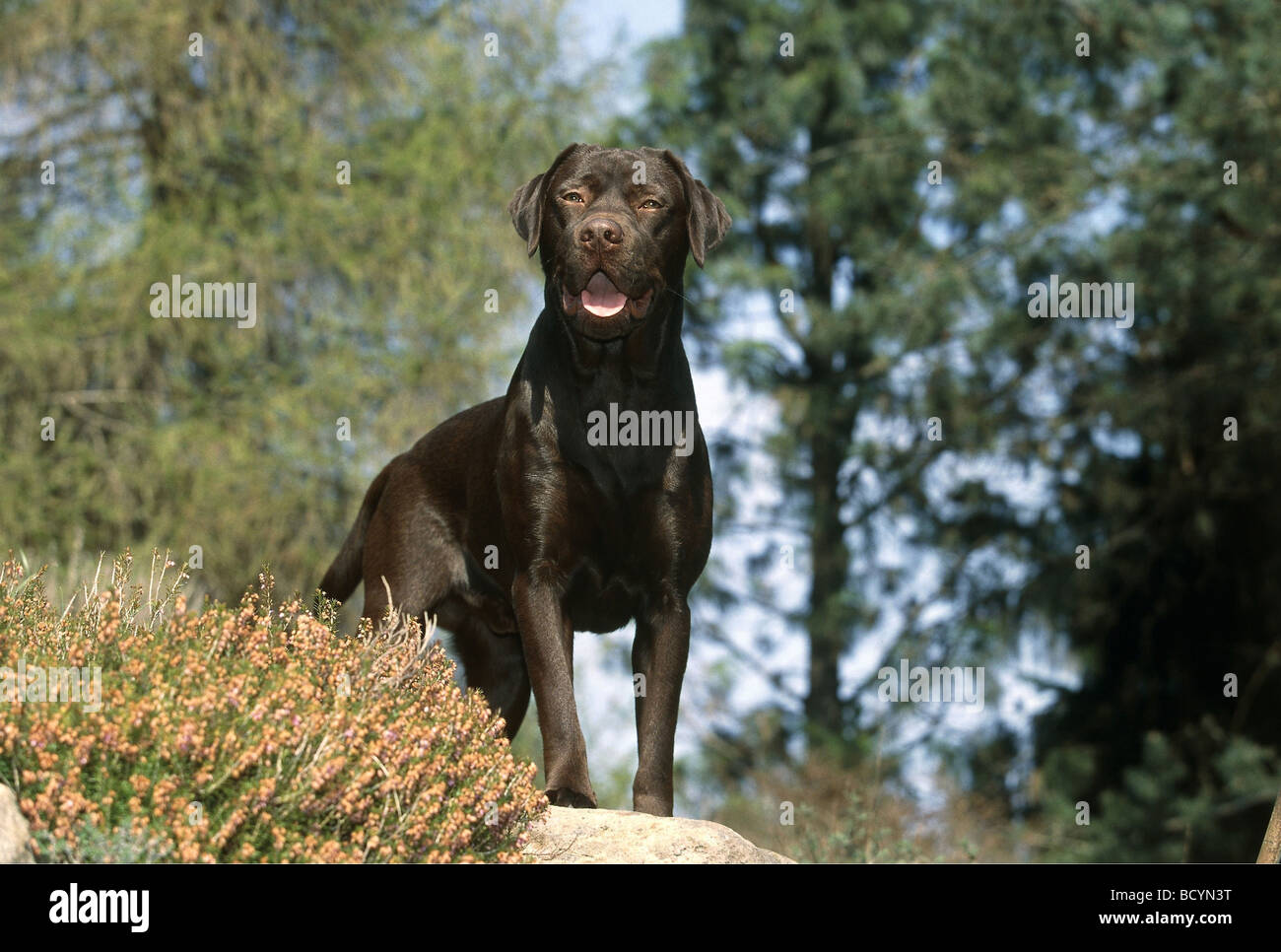 brown dog standing Stock Photo - Alamy