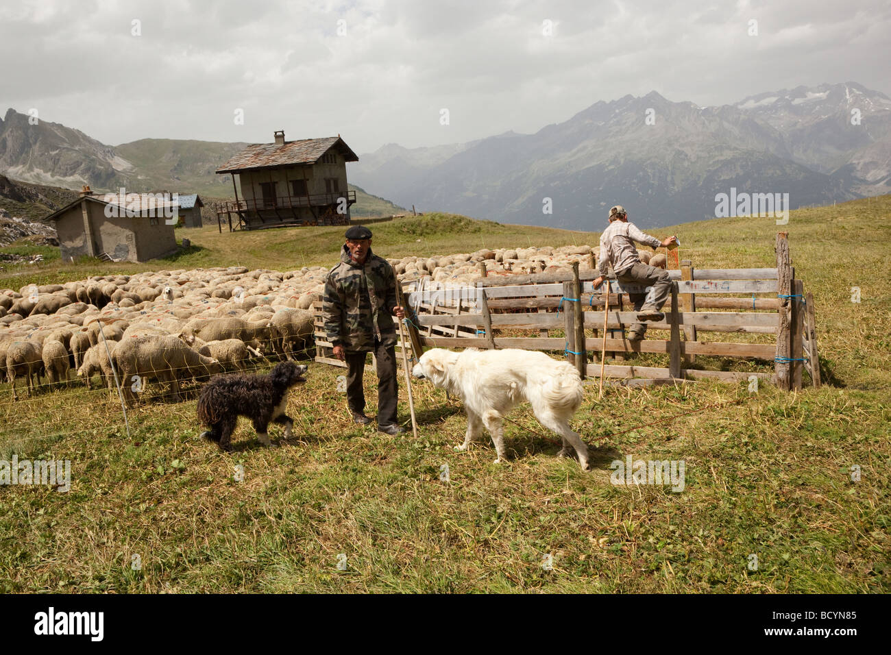 A shepherd and its dog watches a herd of sheeps Stock Photo - Alamy