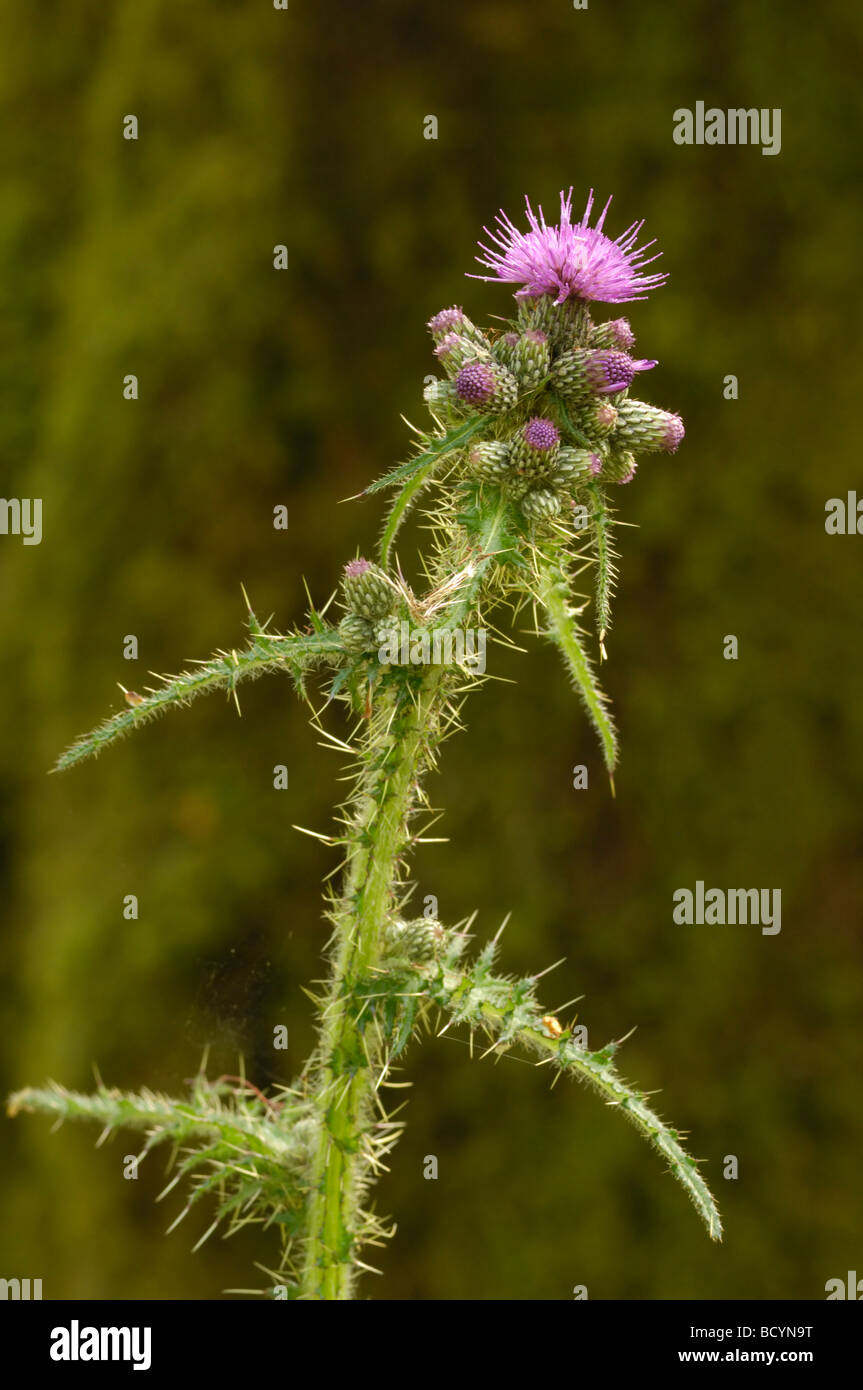 Cirsium palustre great marsh thistle hi-res stock photography and ...