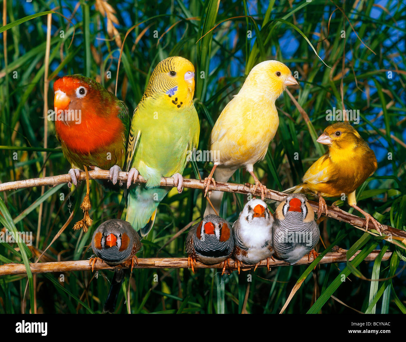 Zebrafinken hi-res stock photography and images - Alamy