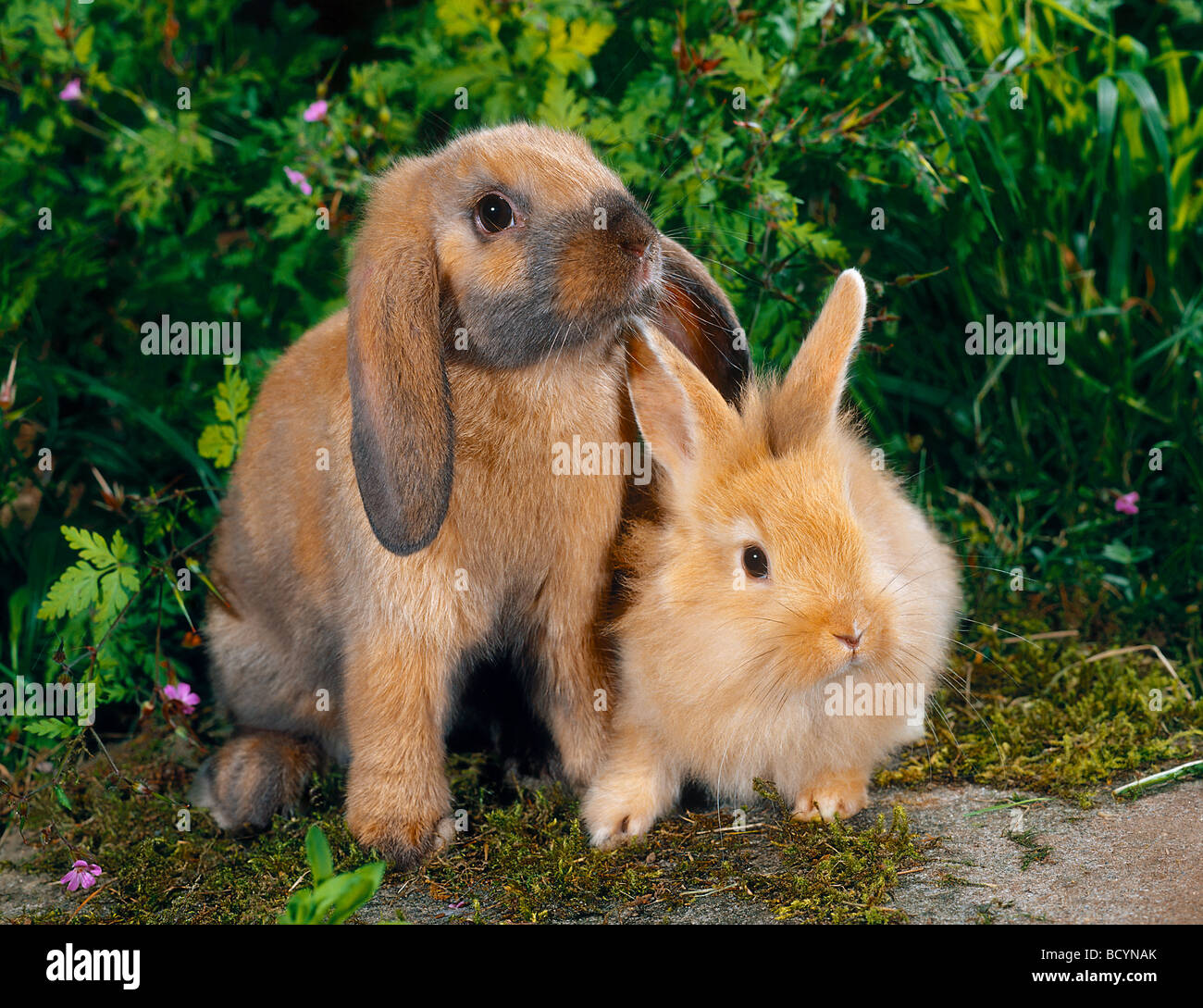 Two pygmy rabbits sitting next to each other Stock Photo - Alamy
