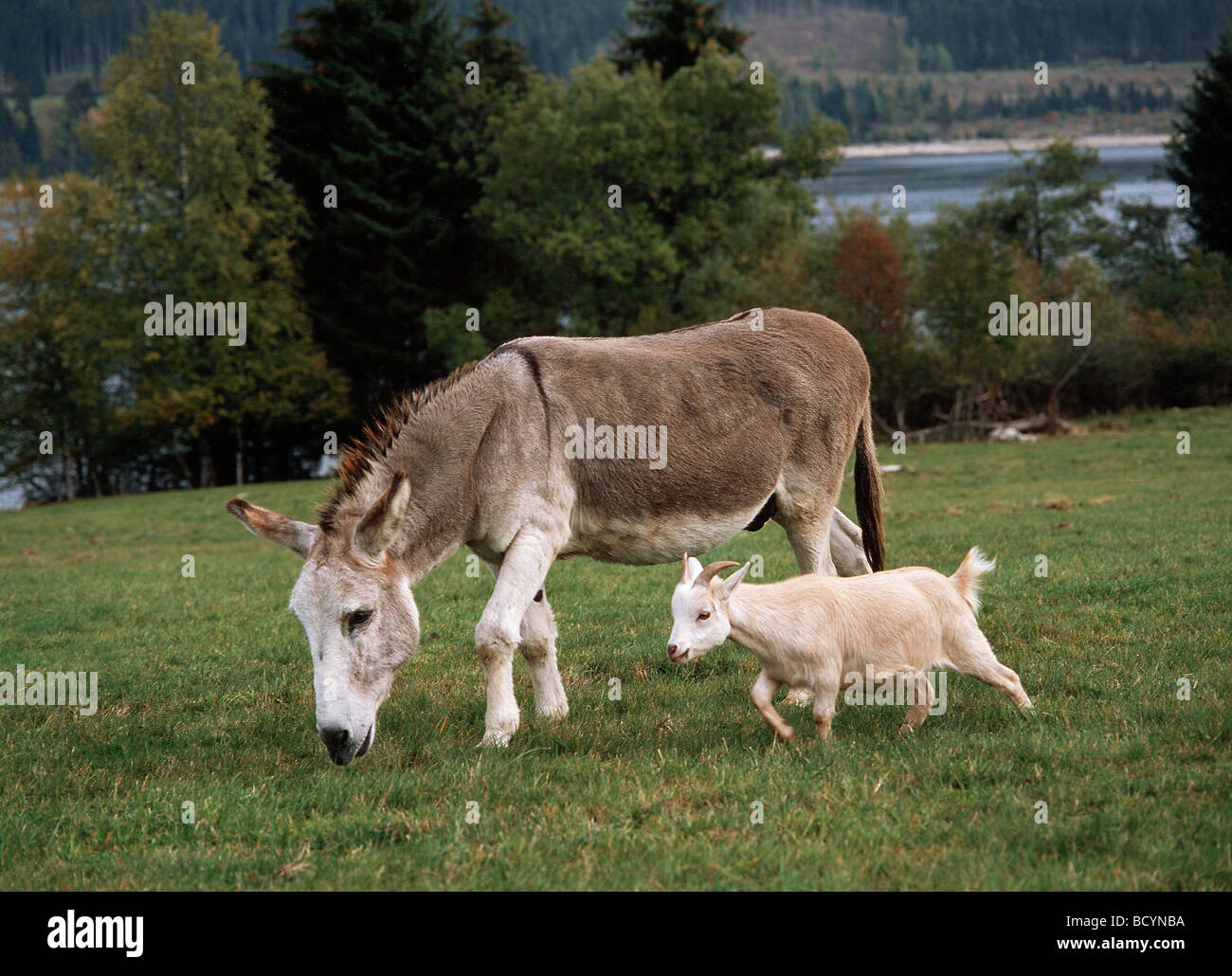 Domestic goat goats donkey hi-res stock photography and images - Alamy