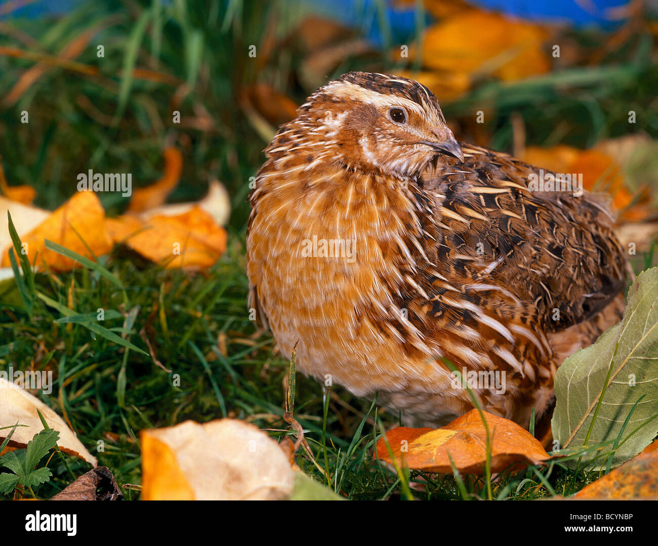 Common quail in grass hi-res stock photography and images - Alamy