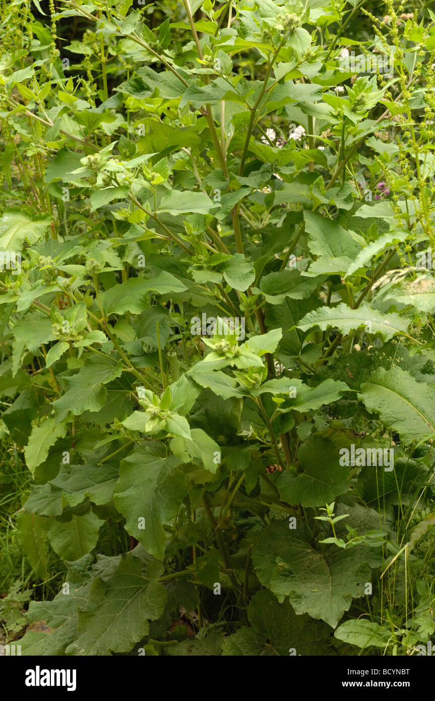 Lesser Burdock, arctium minus, wildflower, Fleet Valley, Dumfries ...