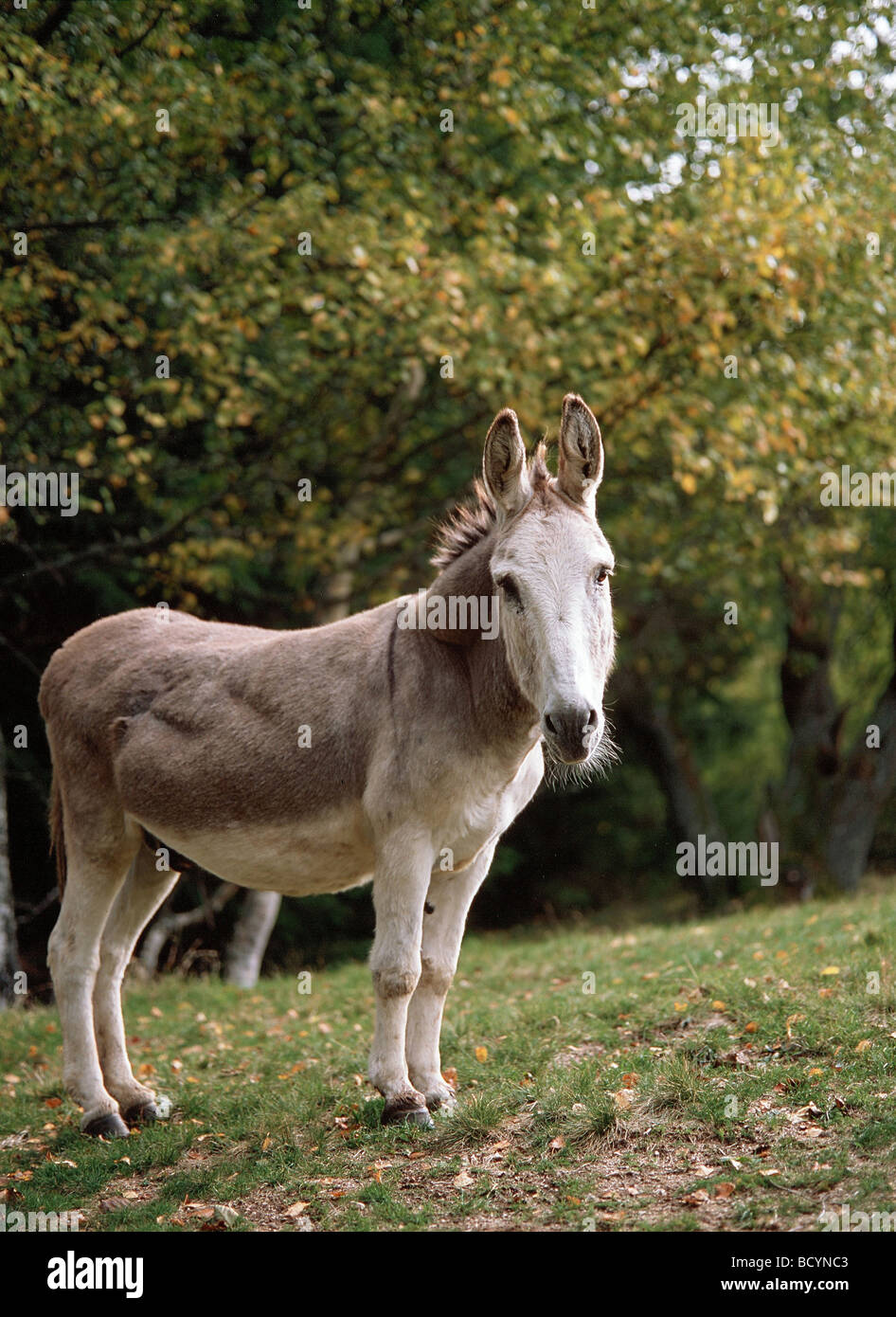 Donkey size hi-res stock photography and images - Alamy