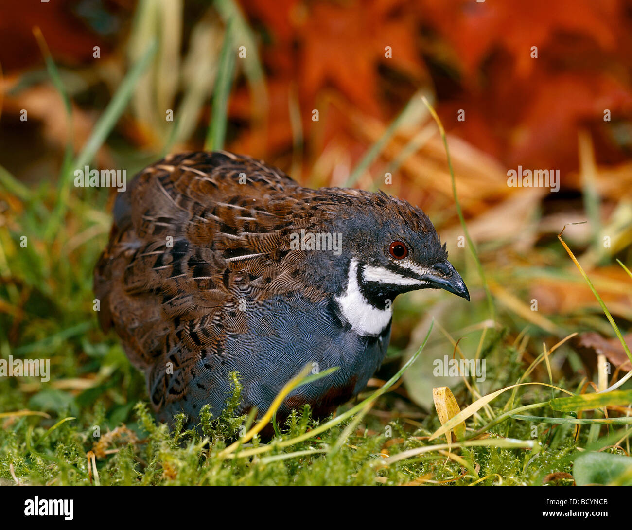 Coturnix chinensis hi-res stock photography and images - Alamy