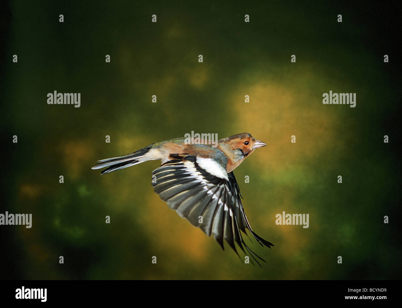 Bird flying sideways hi-res stock photography and images - Alamy