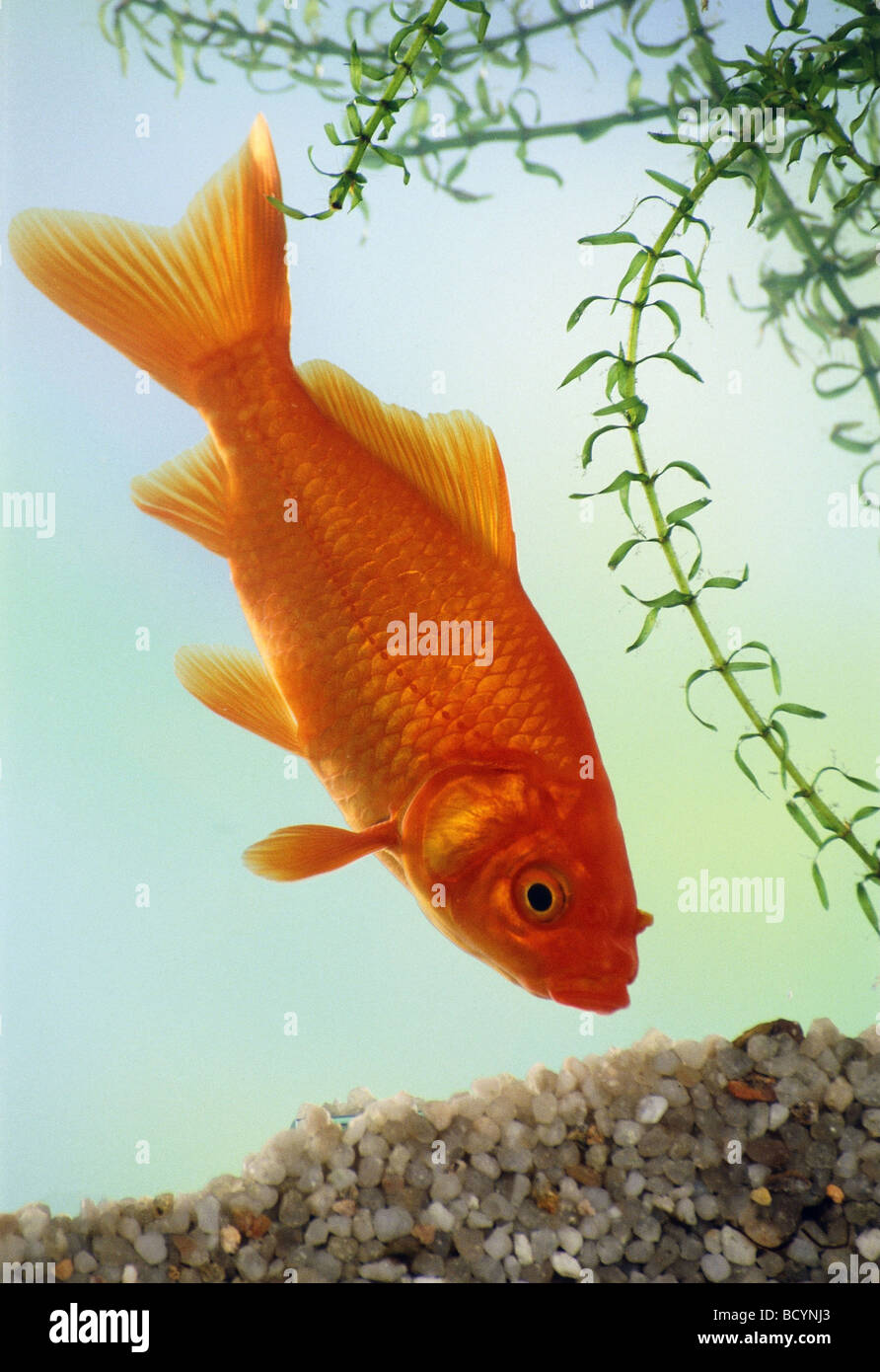 goldfish , common carp / Carassius auratus Stock Photo - Alamy