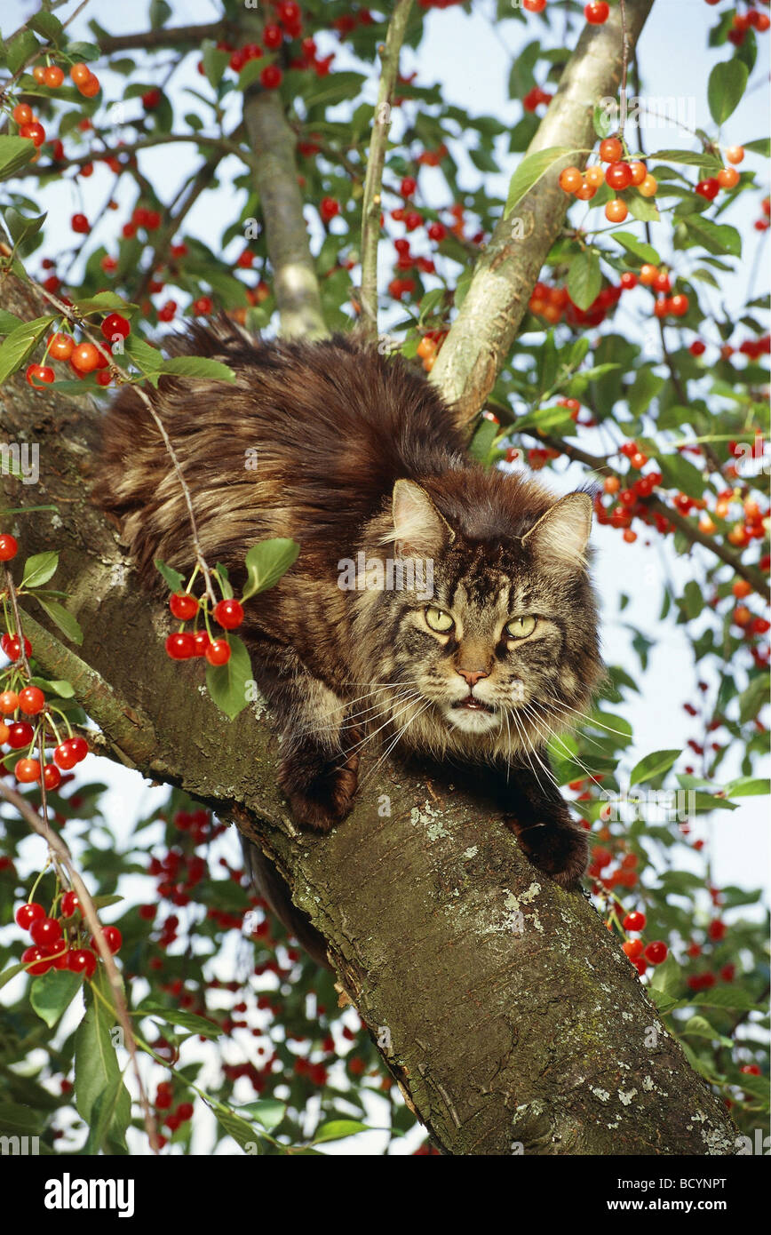 cat lurking on cherry tree Stock Photo - Alamy
