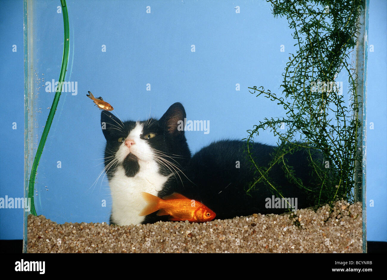 cat lying behind an aquarium with goldfishes Stock Photo - Alamy