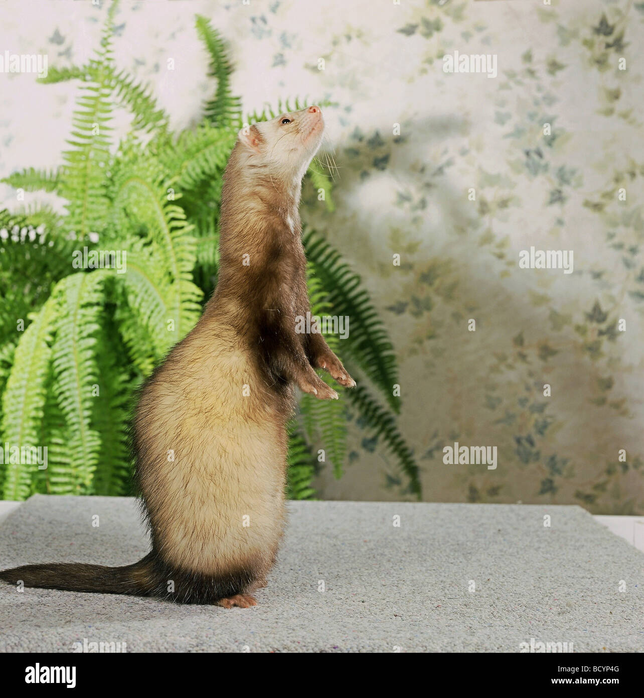 Polecat sitting hi-res stock photography and images - Alamy